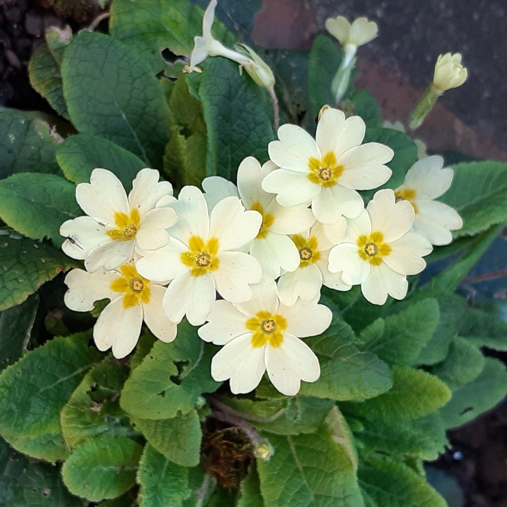 Spring has sprung - The Devon and Exeter Institution