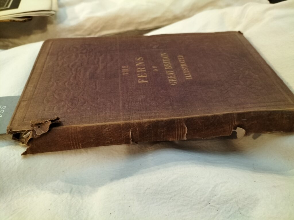 Charles Johnson, 'Ferns of Great Britain' with illustrations by John E ...