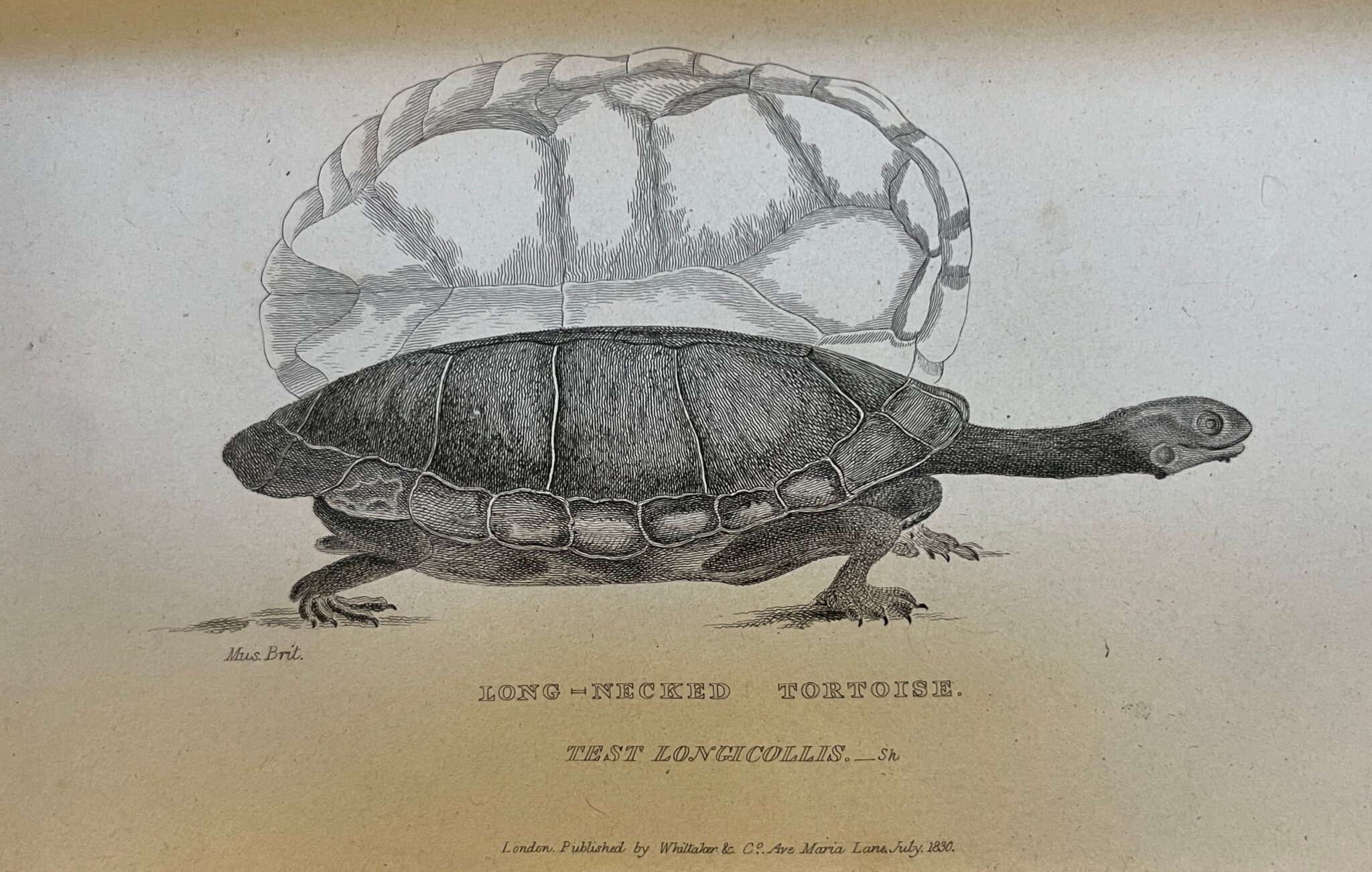 Georges Cuvier (1769-1832) - The Devon and Exeter Institution